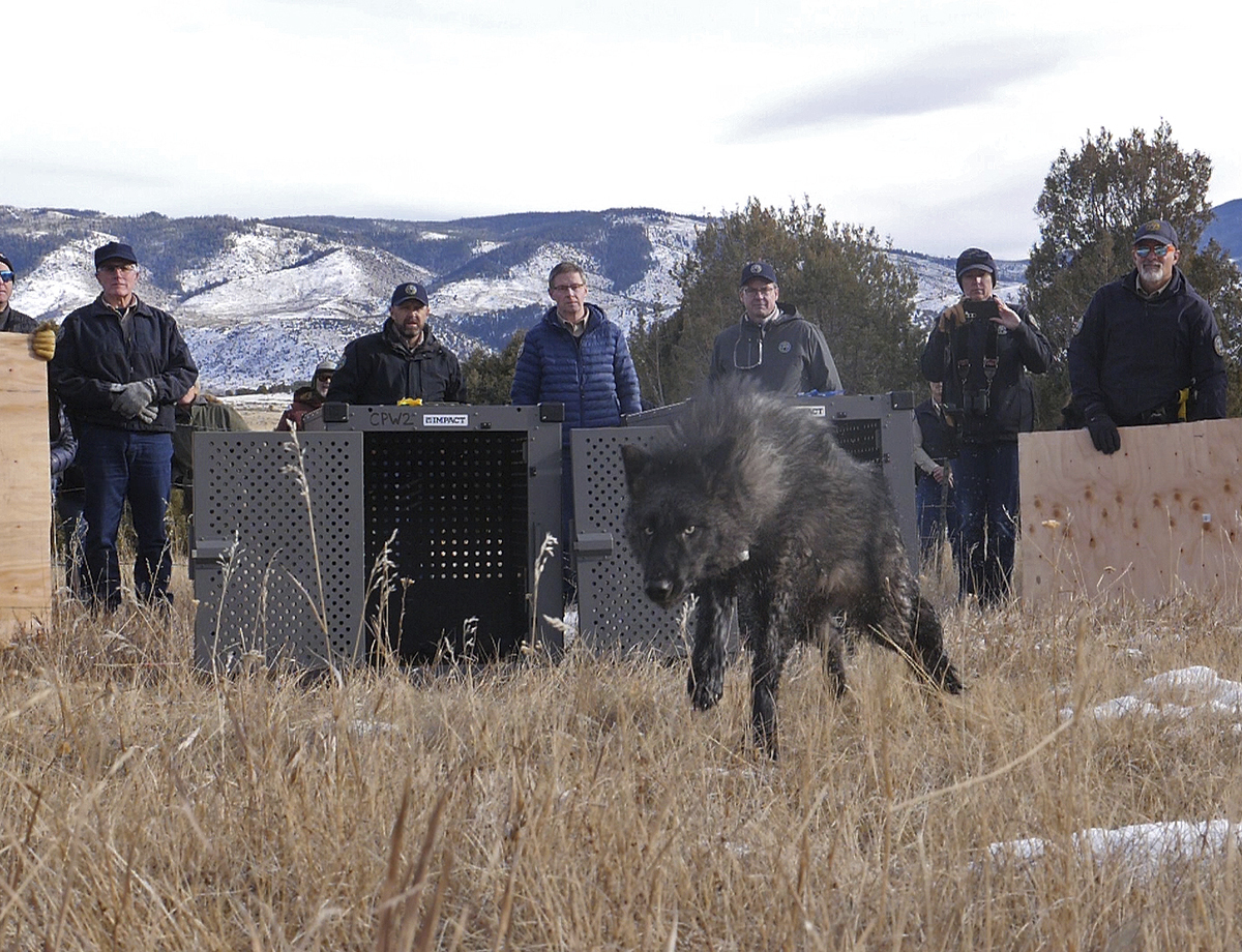 15 wolves from Canada released into Colorado under voter-approved ...